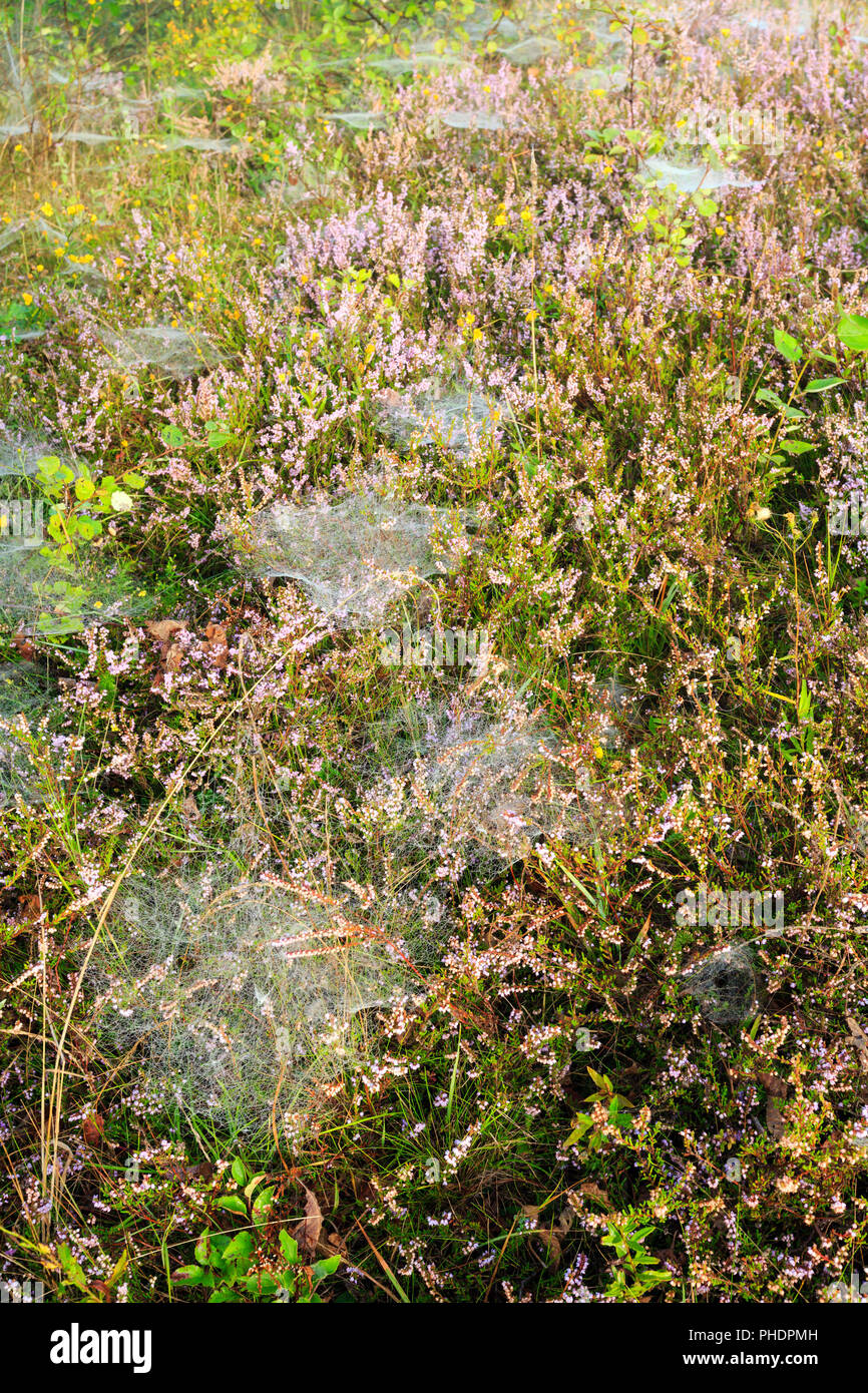 Misty morning dew on mountain meadow Stock Photo - Alamy