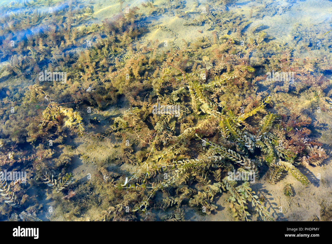 Summer lake sandy bottom with algae Stock Photo - Alamy