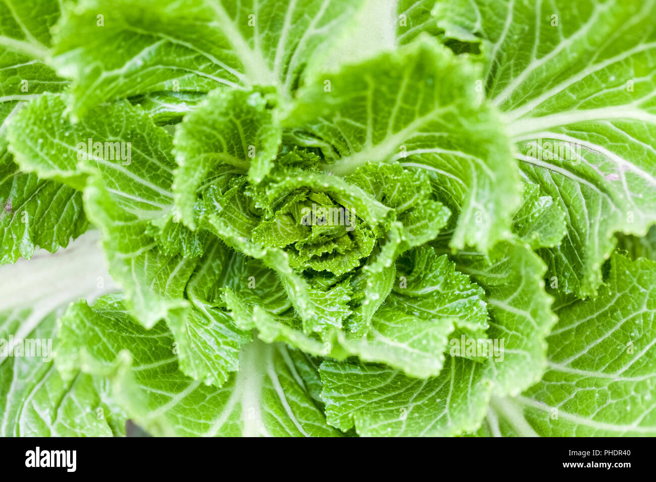 cabbage closeup background Stock Photo - Alamy