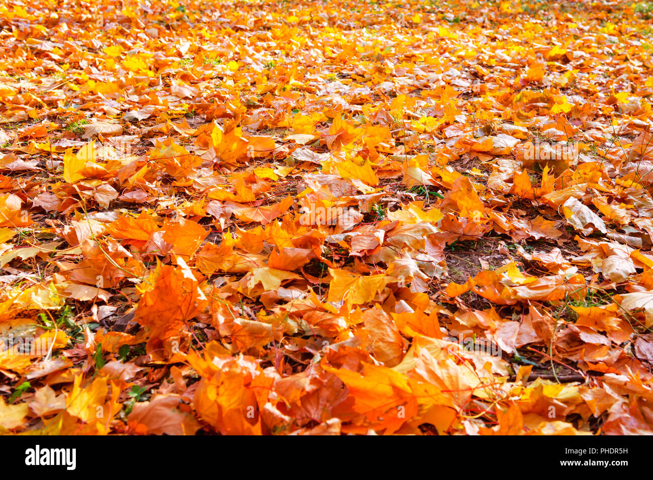 Orange leaves in forest hi-res stock photography and images - Alamy