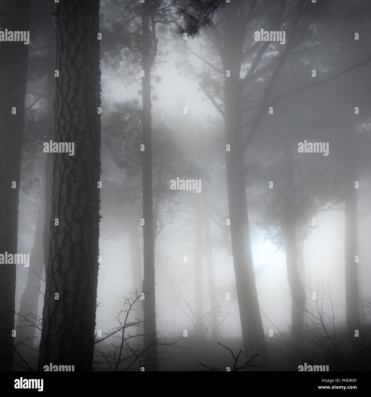 Dusky forest hi-res stock photography and images - Alamy