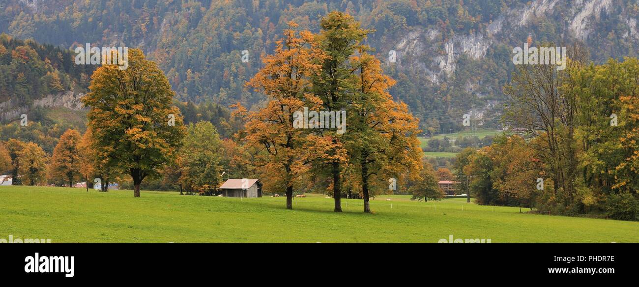 Colorful trees and green meadow Stock Photo - Alamy
