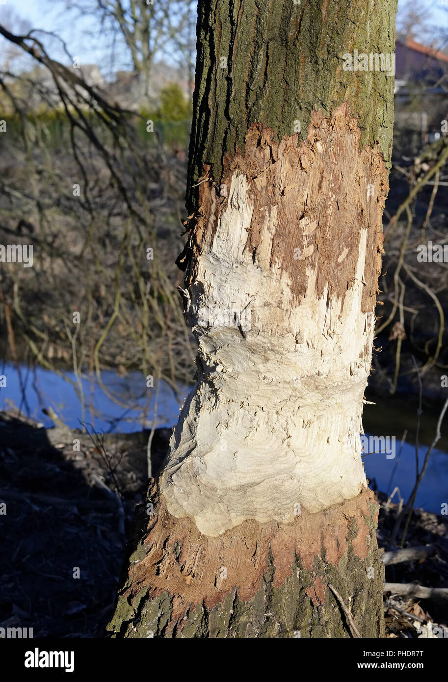 beaver tracks in the forest Stock Photo - Alamy