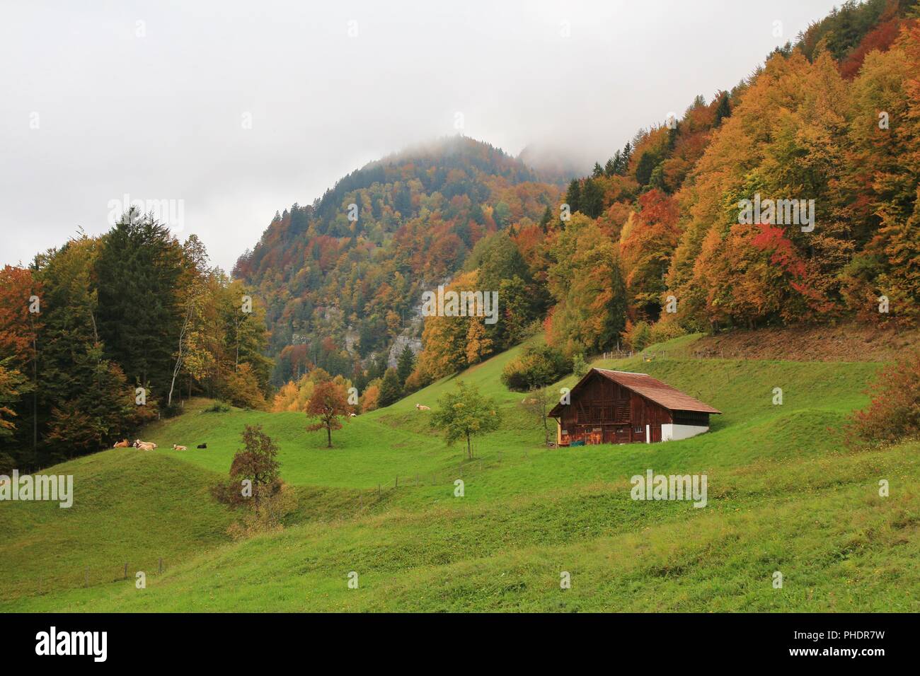 Rural autumn scene near Brienz, Bernese Oberland Stock Photo - Alamy