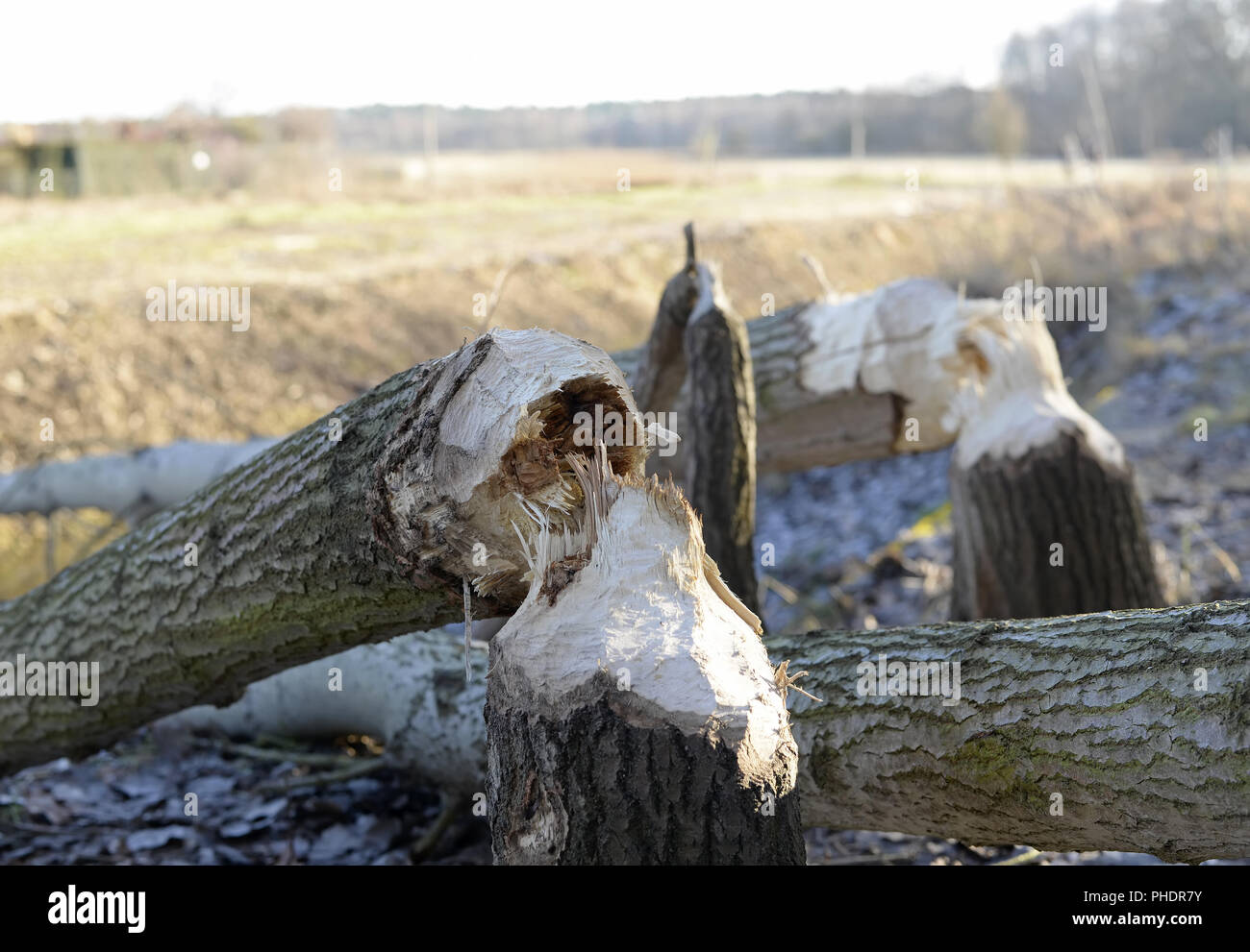 beaver tracks in the forest Stock Photo - Alamy