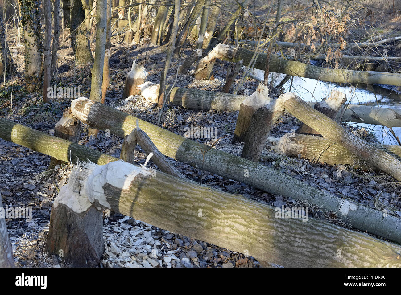 beaver tracks in the forest Stock Photo - Alamy