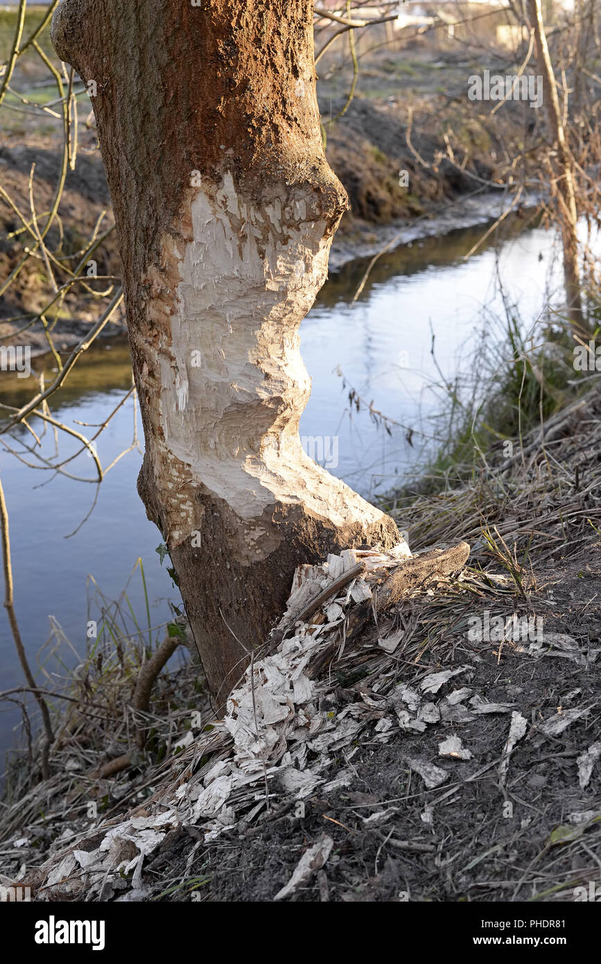 Beaver Tracks High Resolution Stock Photography and Images - Alamy
