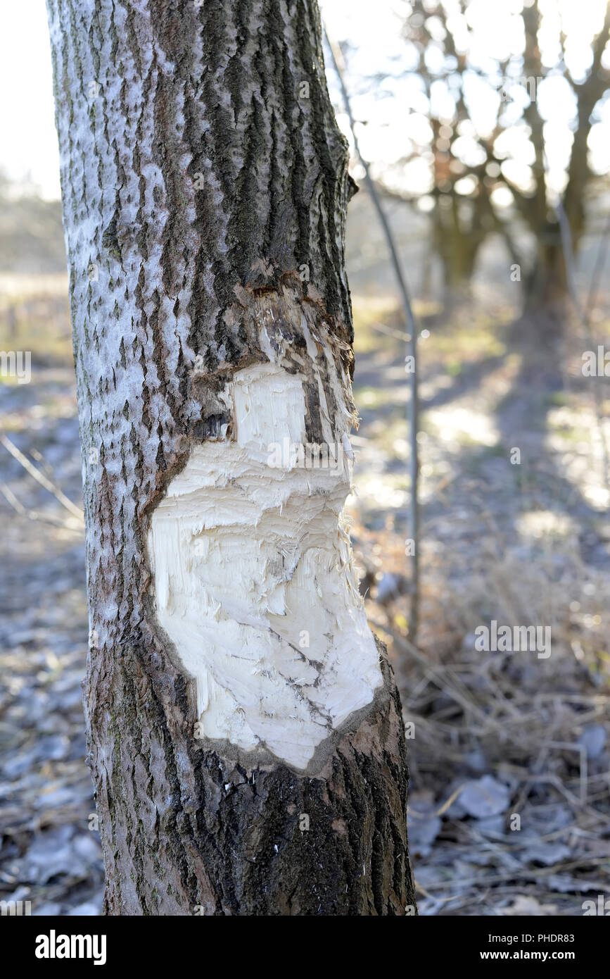 beaver tracks in the forest Stock Photo - Alamy