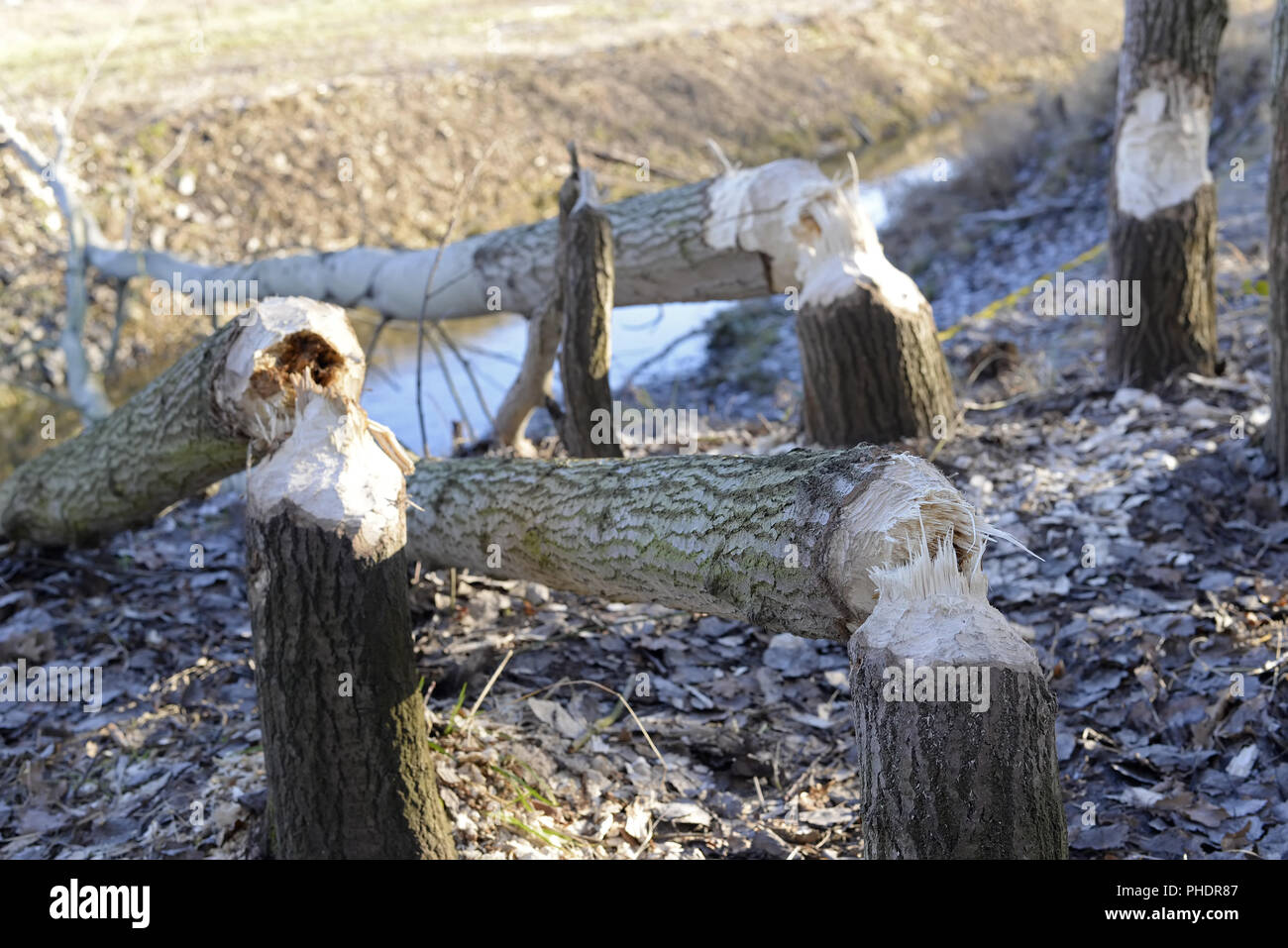 beaver tracks in the forest Stock Photo - Alamy