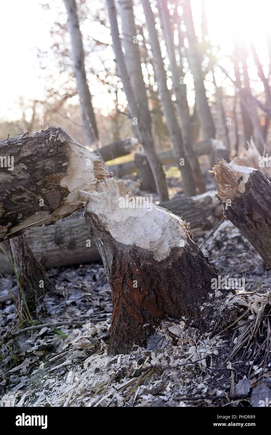 Beaver tracks hi-res stock photography and images - Alamy