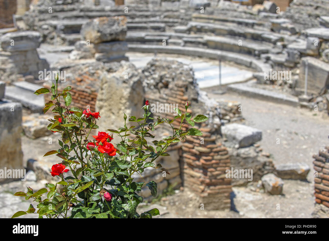 Ancient rose hi-res stock photography and images - Alamy