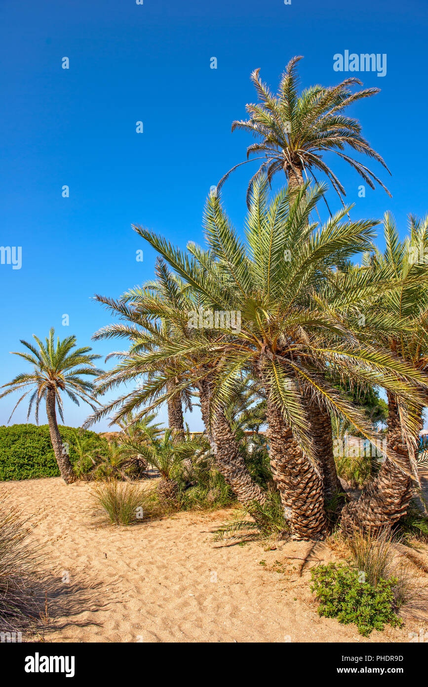 Palm trees on sand beach Stock Photo - Alamy
