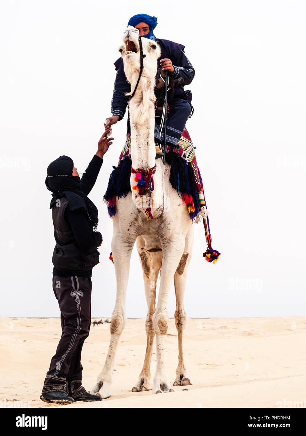 Touareg camel hi-res stock photography and images - Alamy