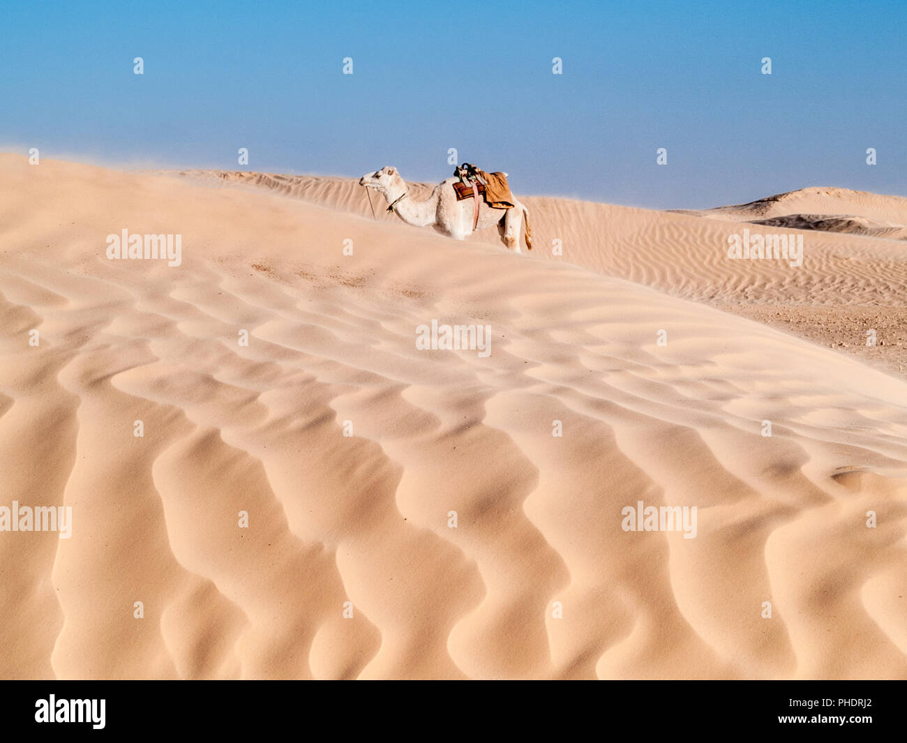 Desert of Douz,Tunisia Stock Photo - Alamy