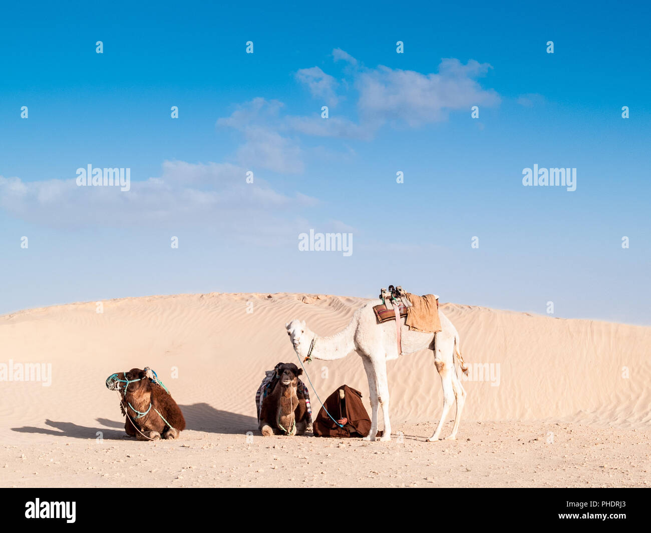 Desert of Douz,Tunisia Stock Photo - Alamy