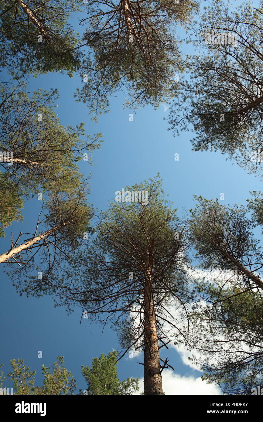 Sunlight treetops hi-res stock photography and images - Alamy