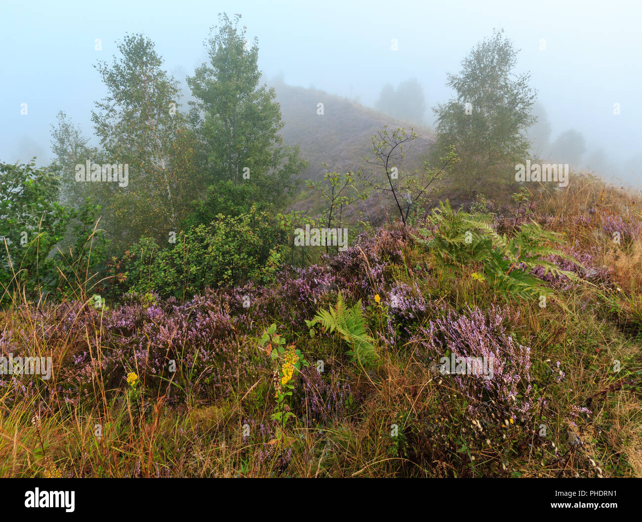 Misty morning dew on mountain hill Stock Photo - Alamy