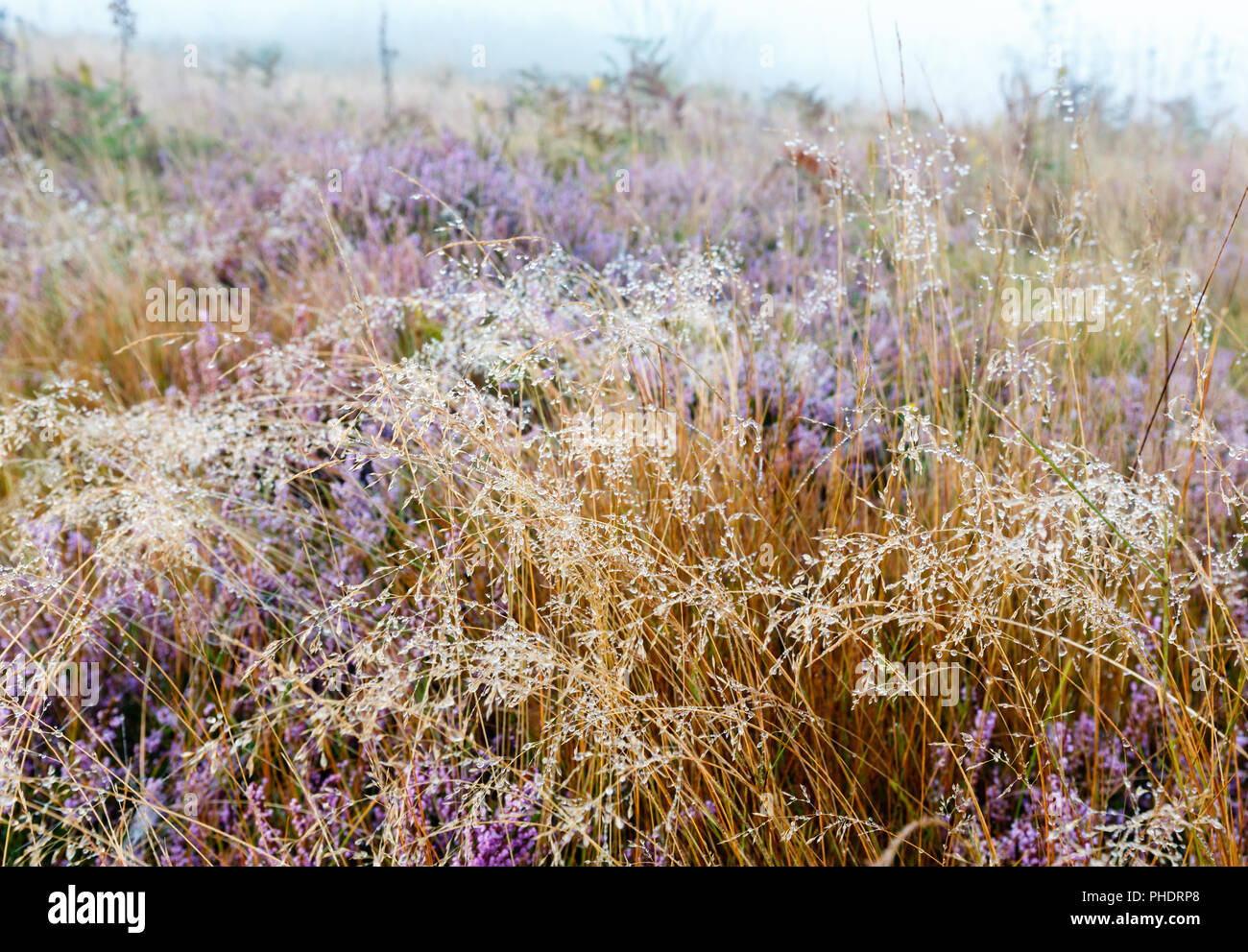 Misty morning dew on mountain meadow Stock Photo - Alamy