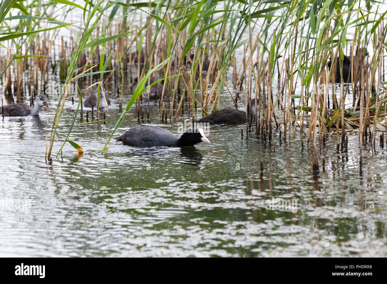 floating on the lake black mother duck-coot and grown ducklings ...