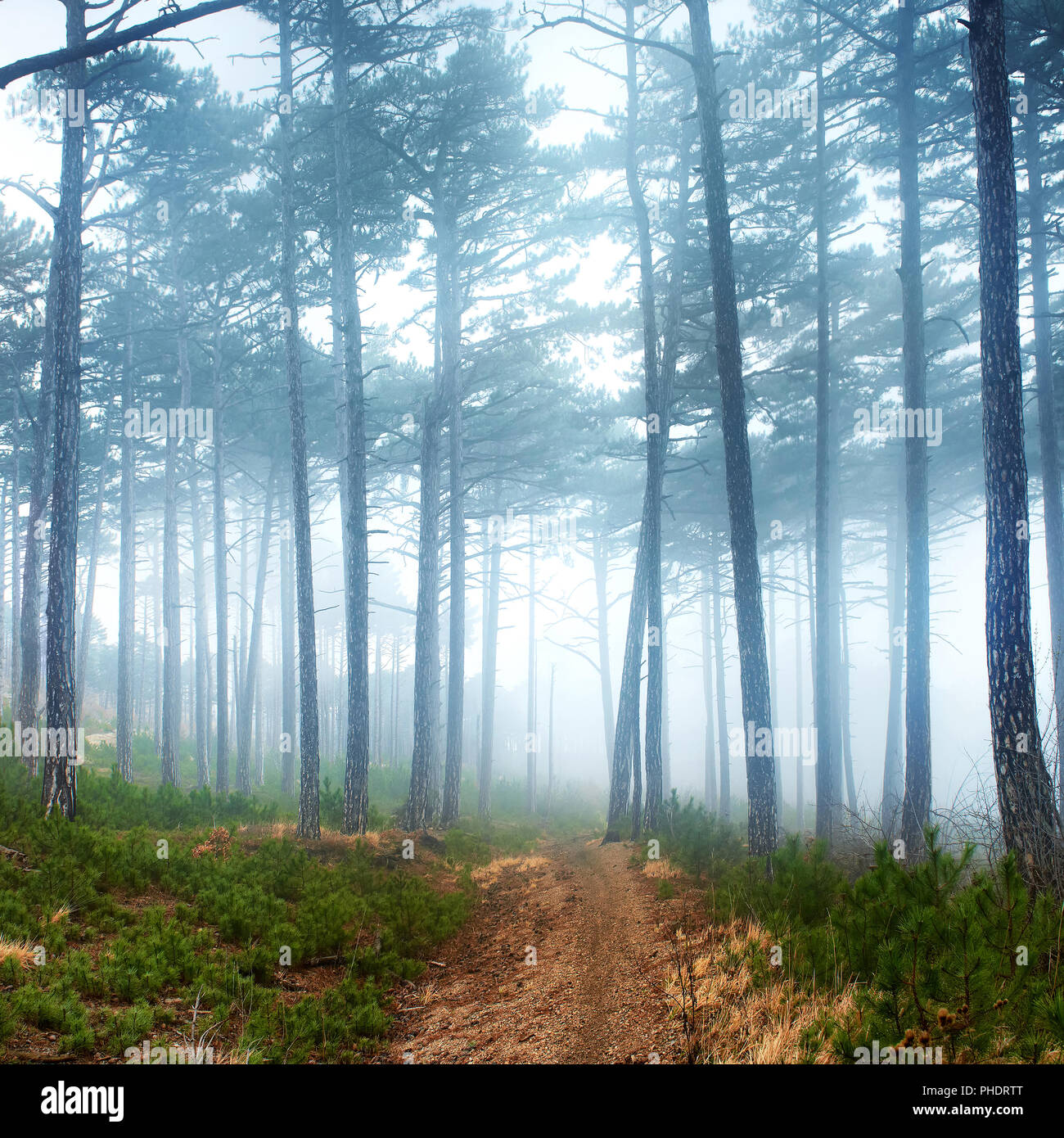 Misty path night hi-res stock photography and images - Alamy