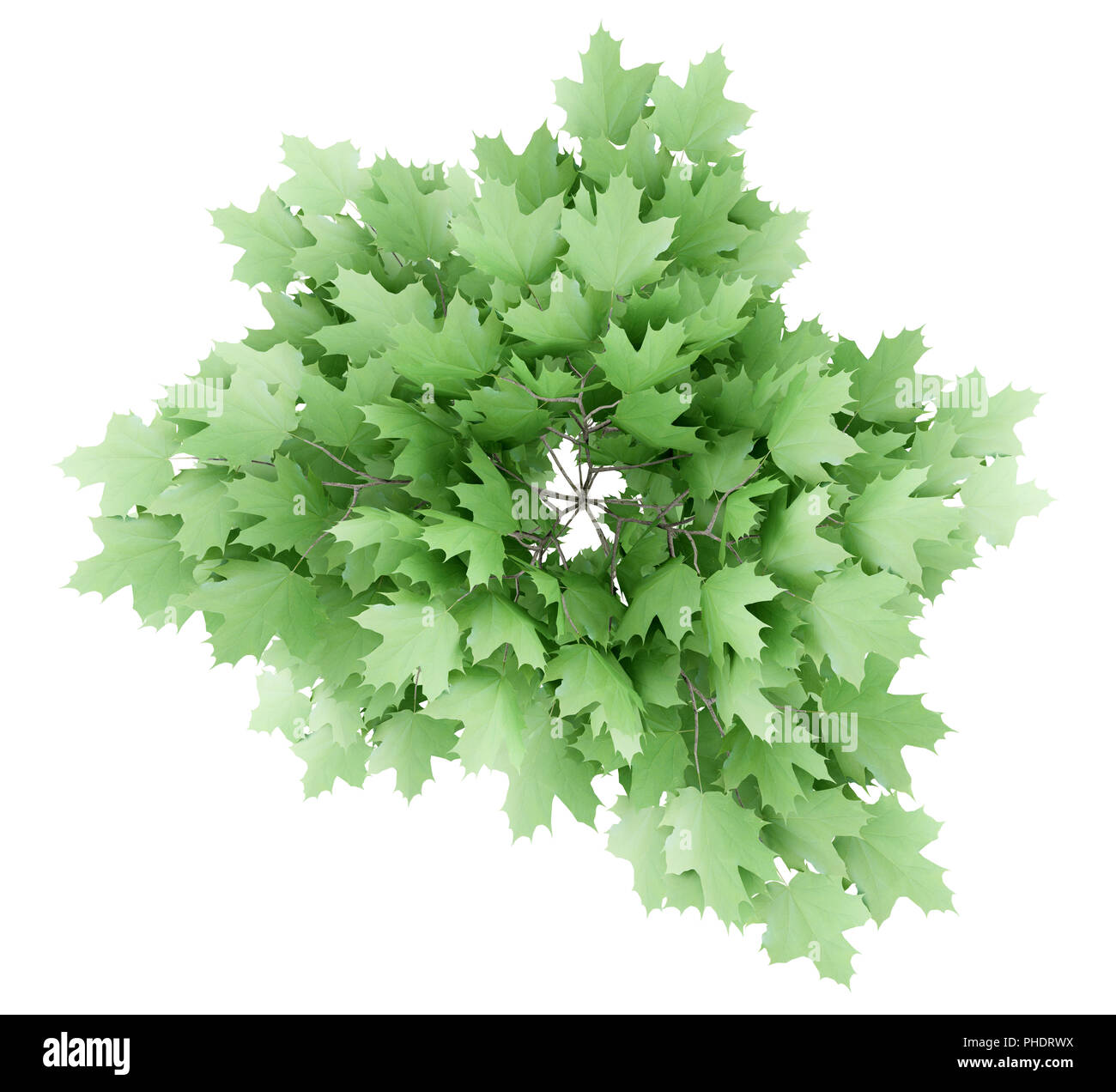 top view of norway maple tree isolated on white background Stock Photo ...