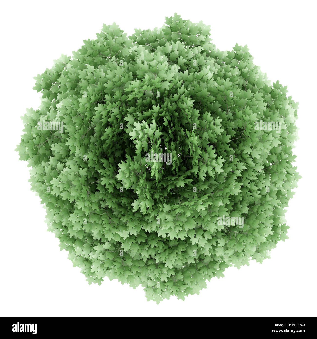 top view of norway maple tree isolated on white background Stock Photo ...