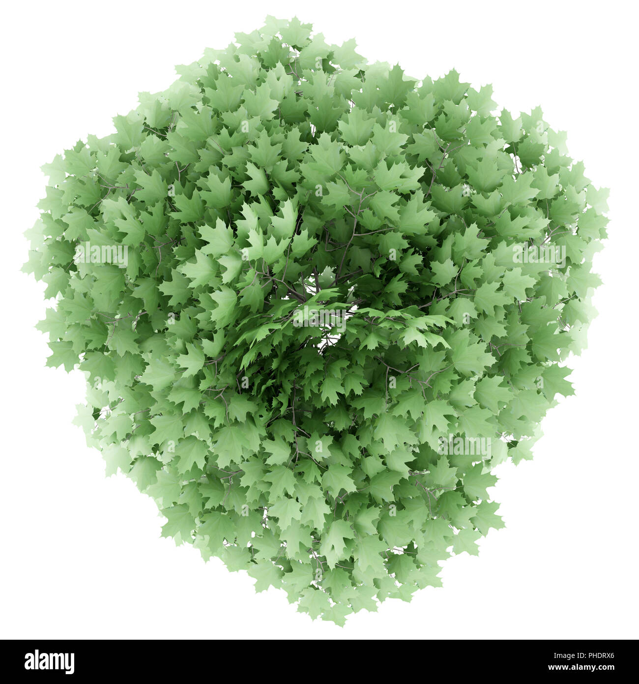 top view of norway maple tree isolated on white background Stock Photo ...