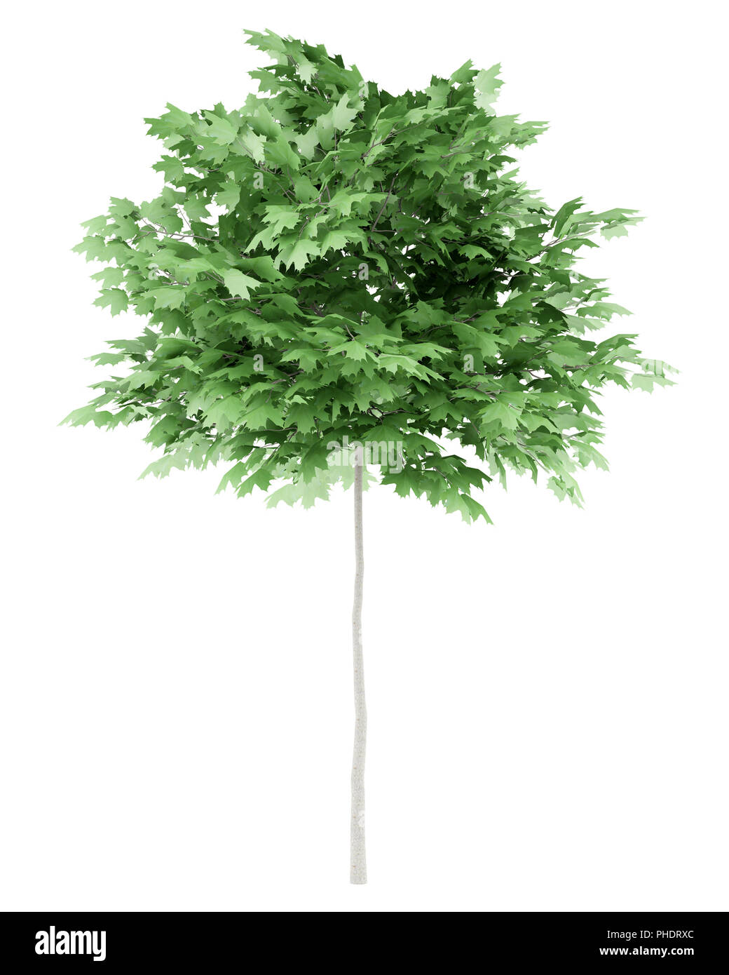 norway maple tree isolated on white background Stock Photo - Alamy