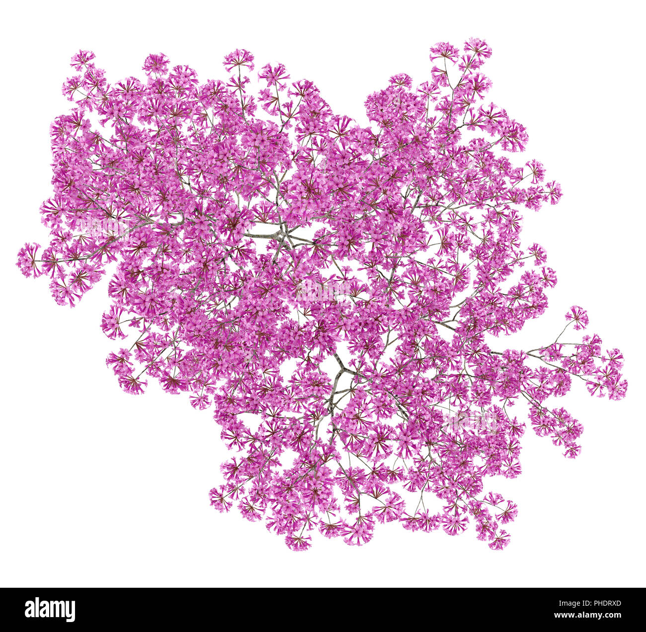 White tabebuia hi-res stock photography and images - Alamy