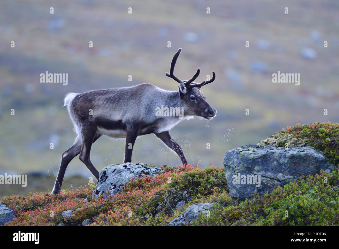 Scandinavian tundra reindeer hi-res stock photography and images - Alamy