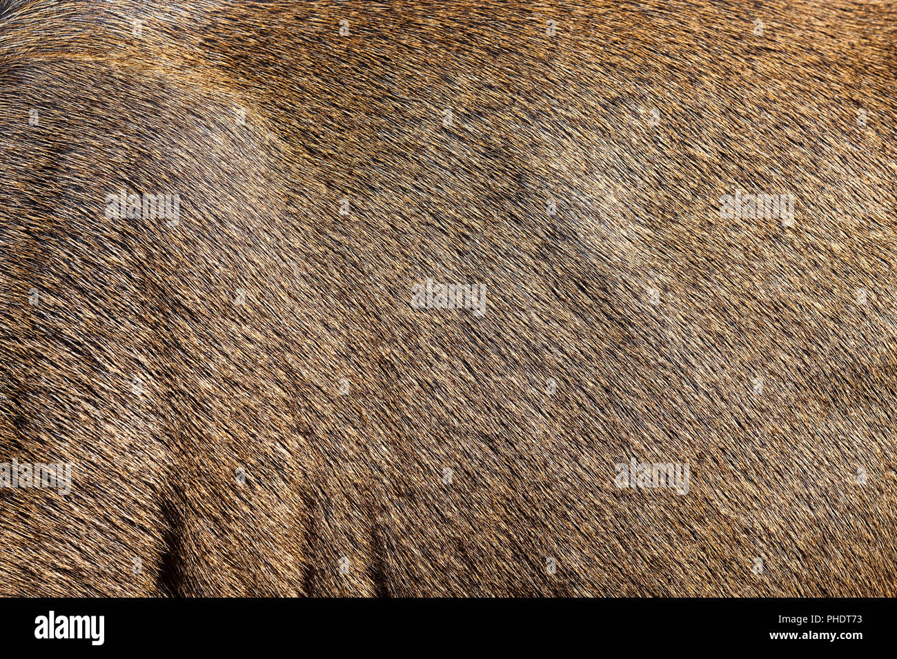 brown deer skin photographed closeup, illuminated by sunlight Stock ...