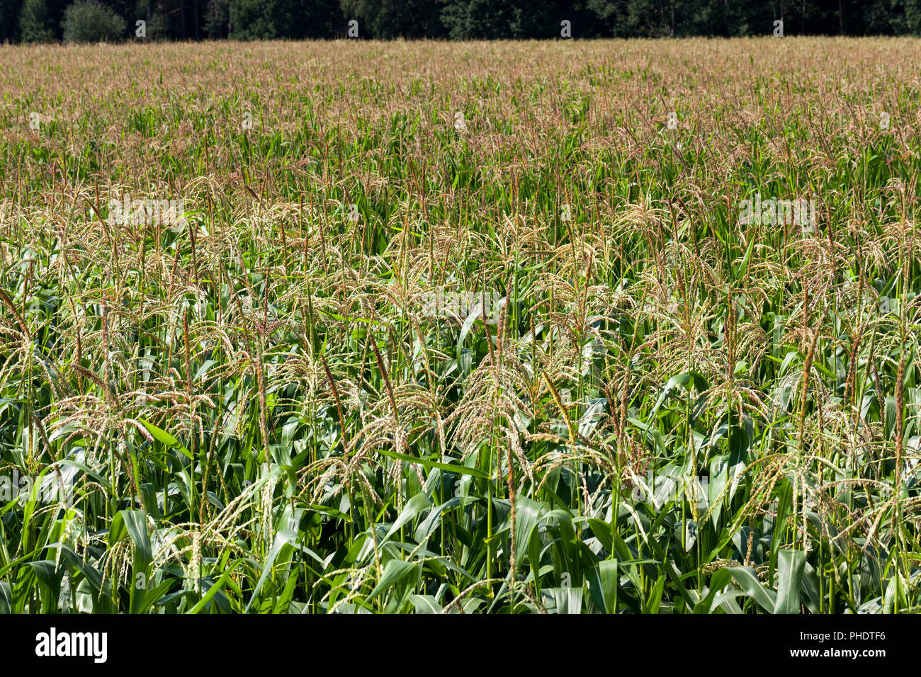 Ear of corn bloom hi-res stock photography and images - Alamy