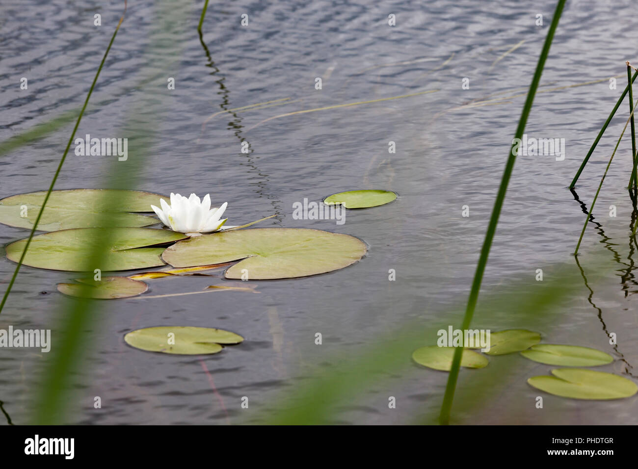 Swamp plant with flowers hi-res stock photography and images - Alamy