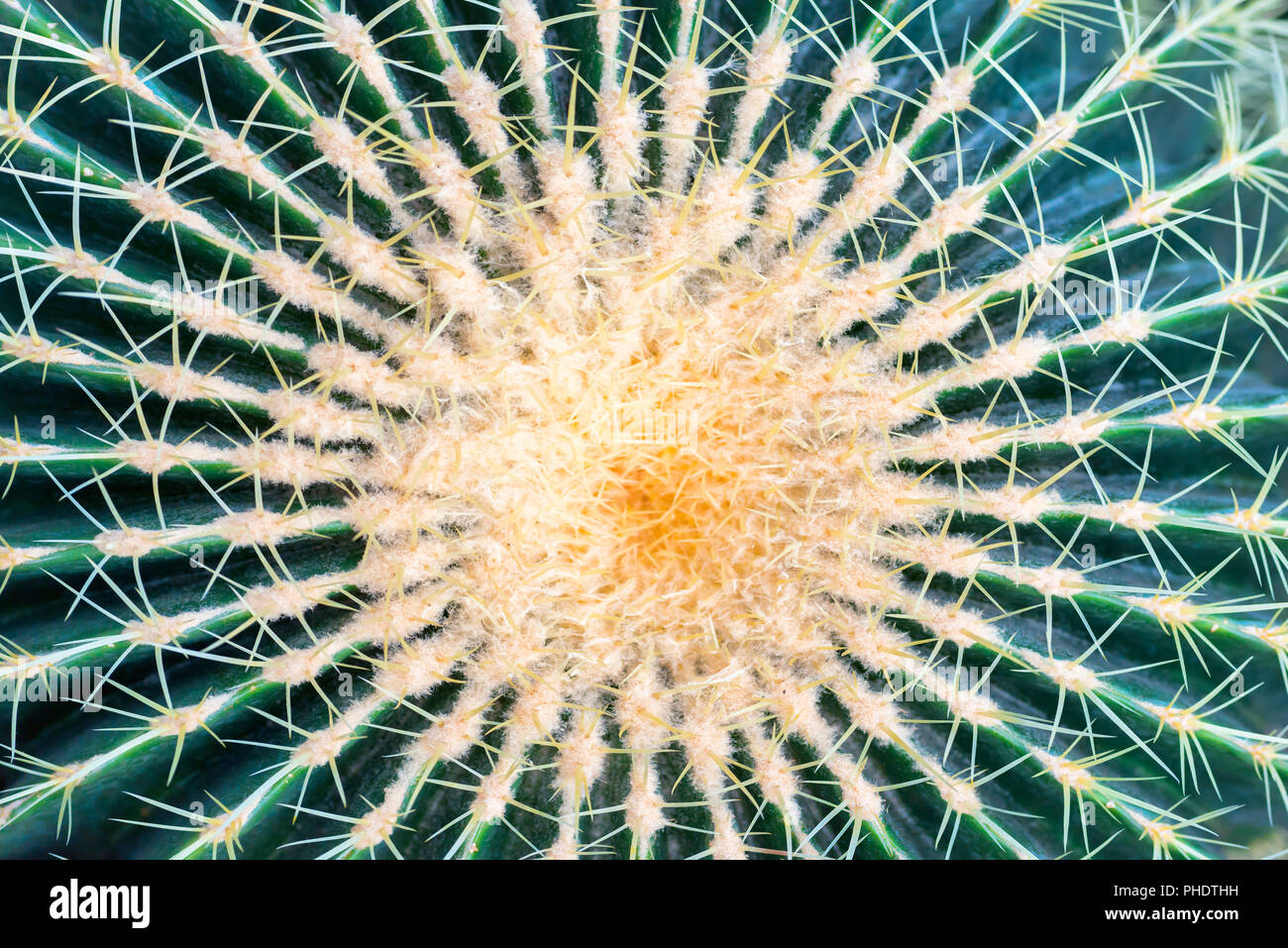 Big round cactus hi-res stock photography and images - Alamy