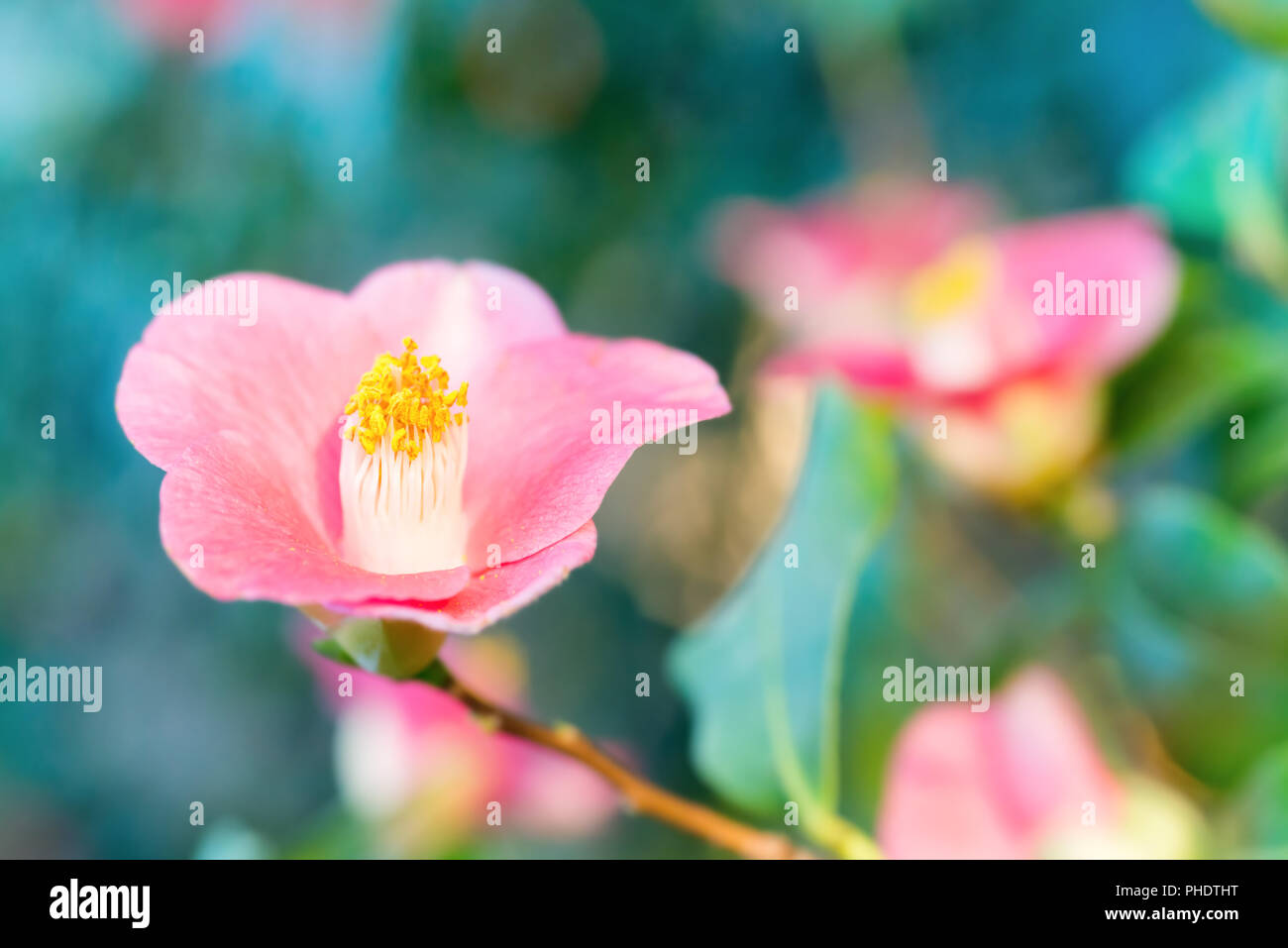 Spring flowers azalea Stock Photo - Alamy