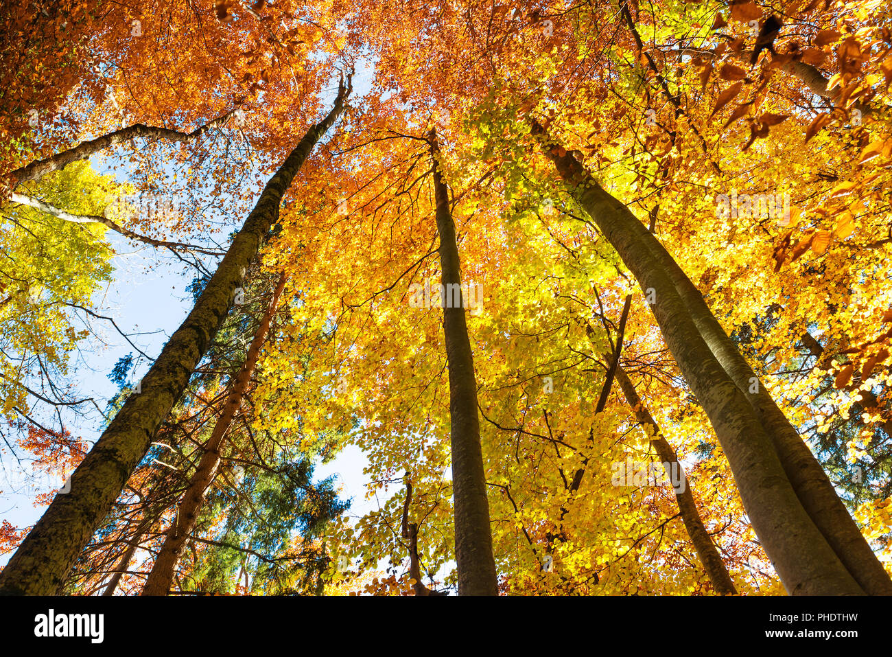 Beech maple forest in fall hi-res stock photography and images - Alamy