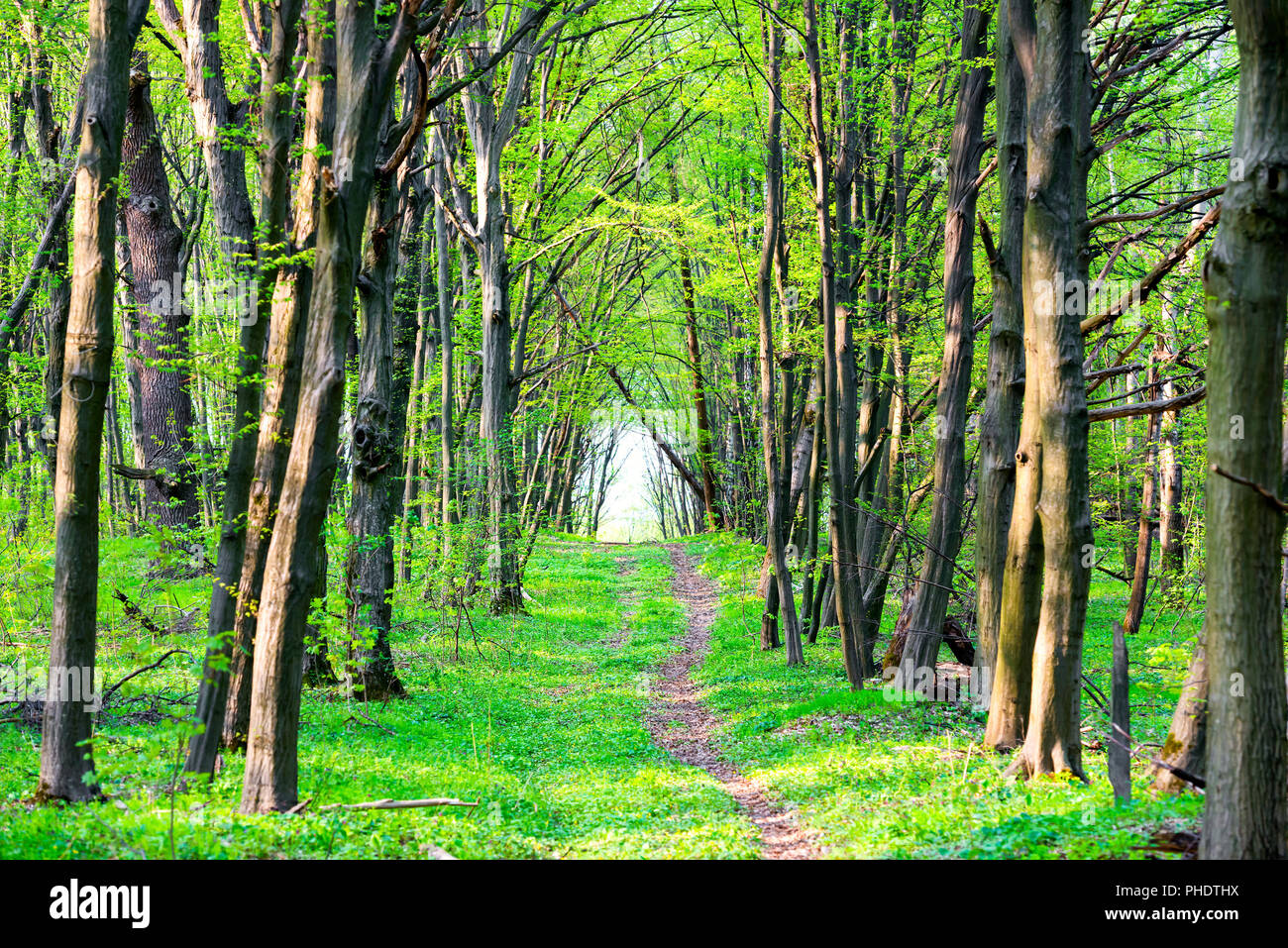 Green yellow path in hi-res stock photography and images - Alamy