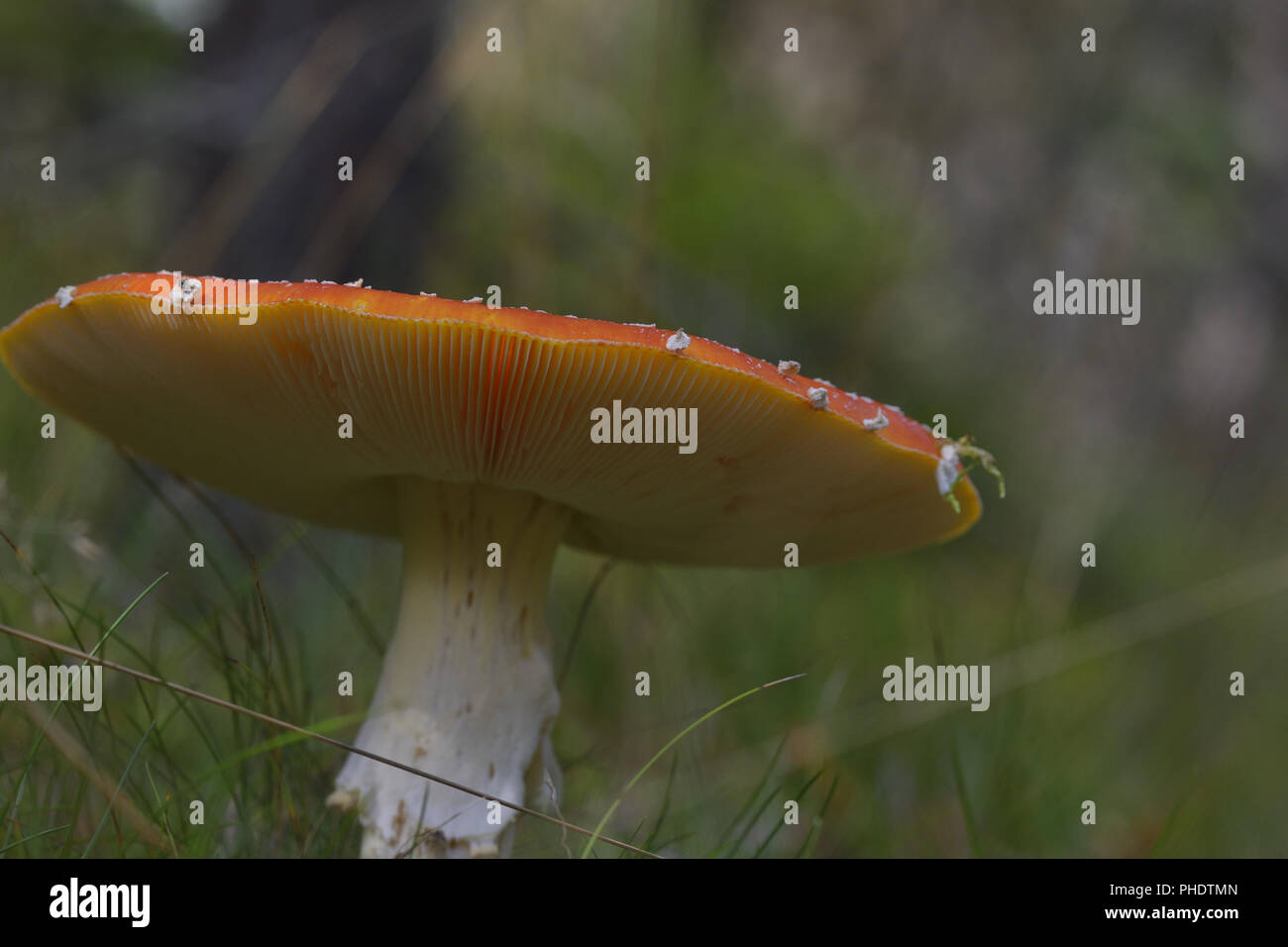 Plans biology hi-res stock photography and images - Alamy