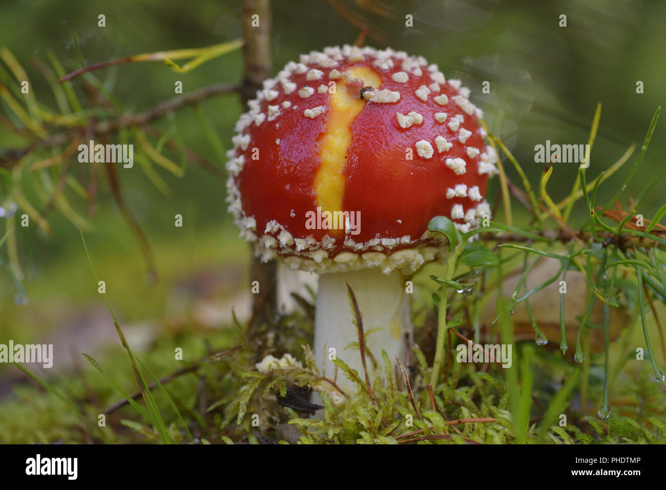 Plans biology hi-res stock photography and images - Alamy