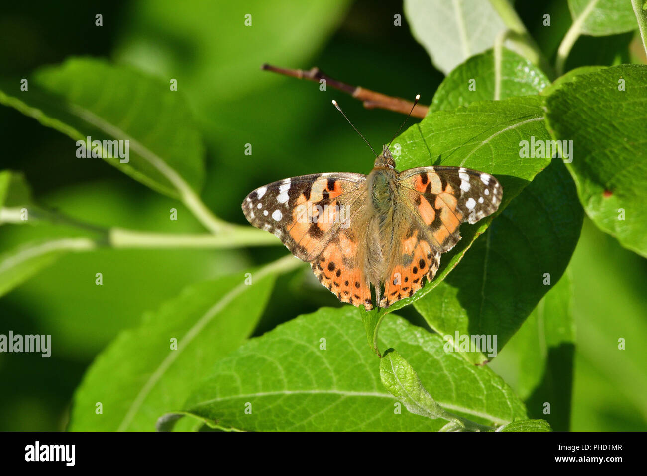 Painted wing fly hi-res stock photography and images - Alamy