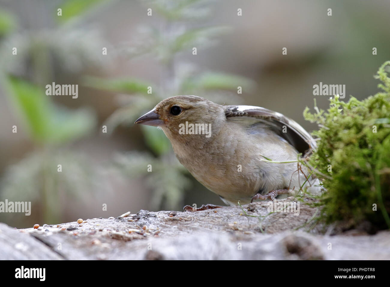 Young finches hi-res stock photography and images - Alamy