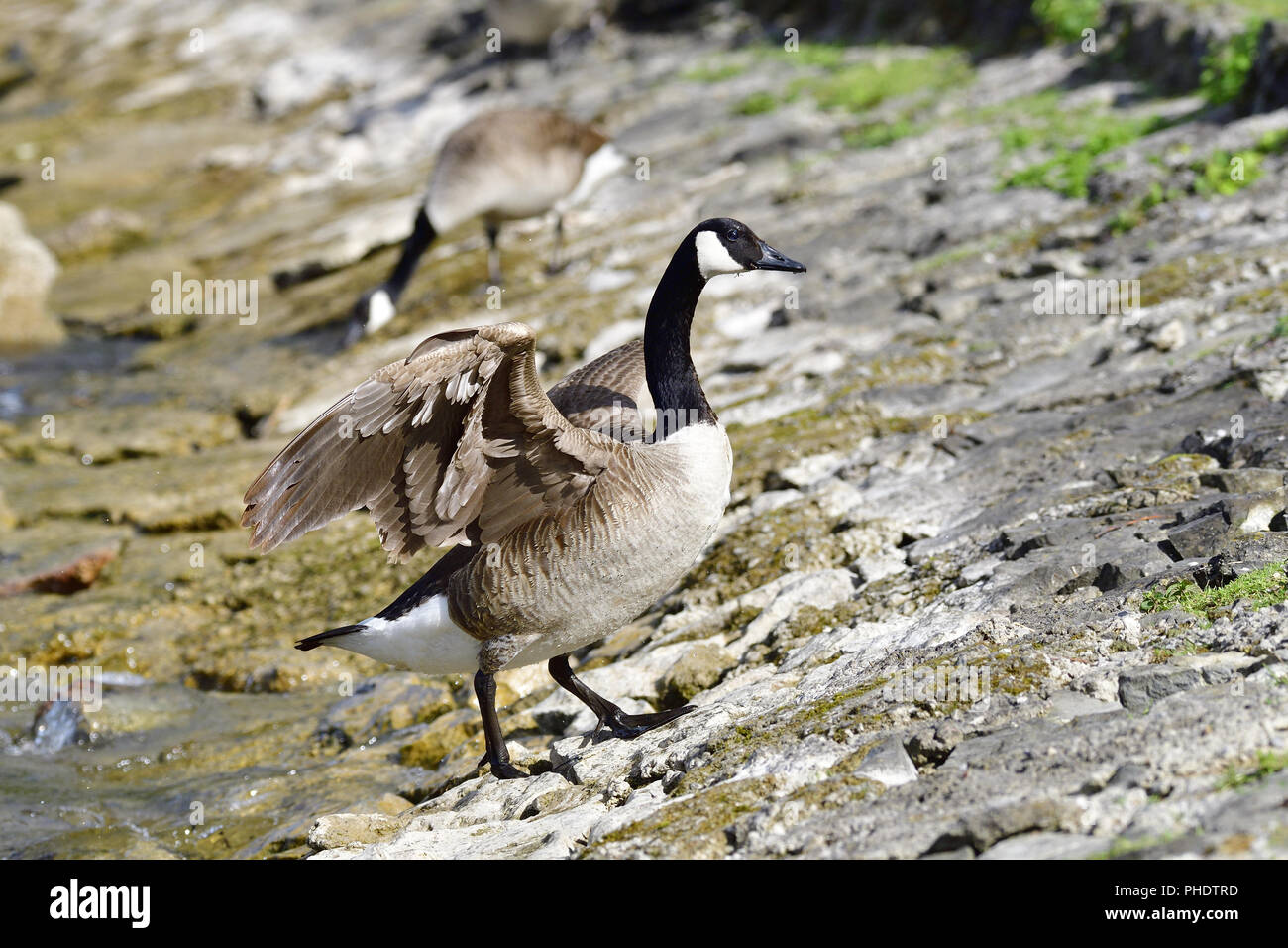 Posing goose hi-res stock photography and images - Alamy