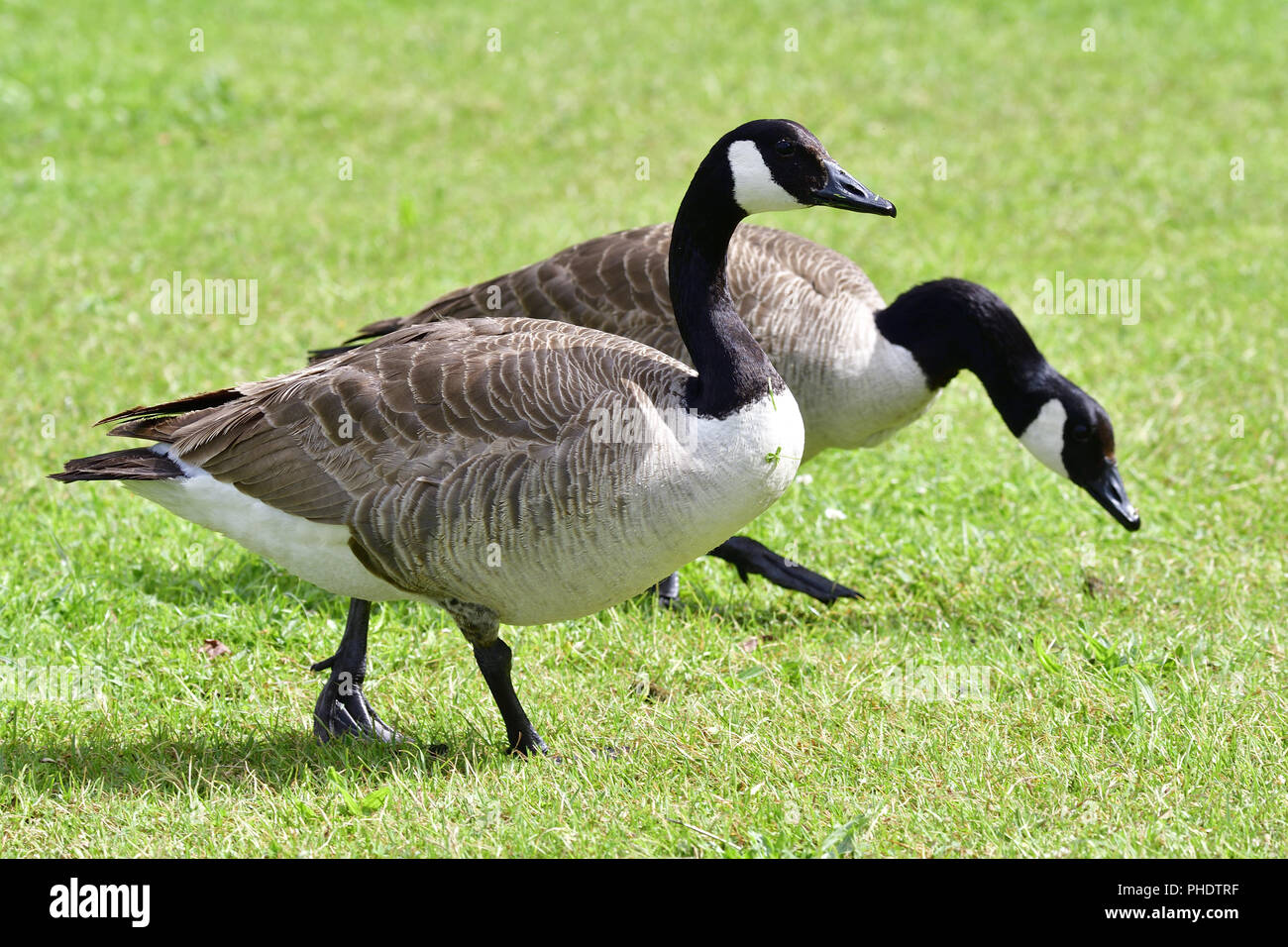 Posing goose hi-res stock photography and images - Alamy
