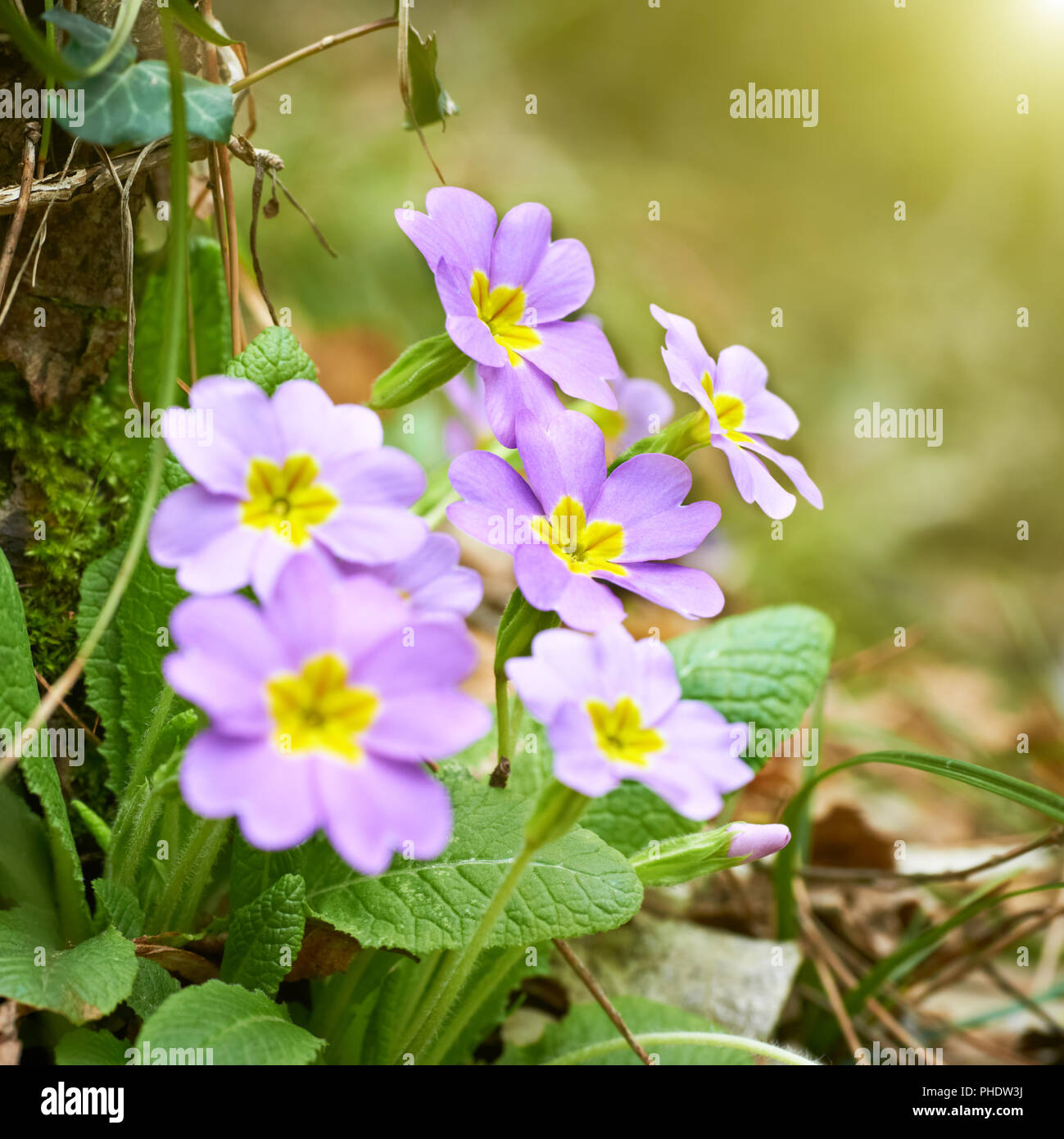 Spring pink flowers Stock Photo - Alamy
