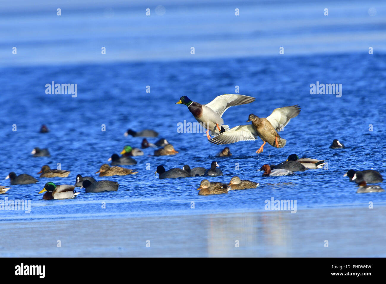 Mallard feather feather hi-res stock photography and images - Alamy