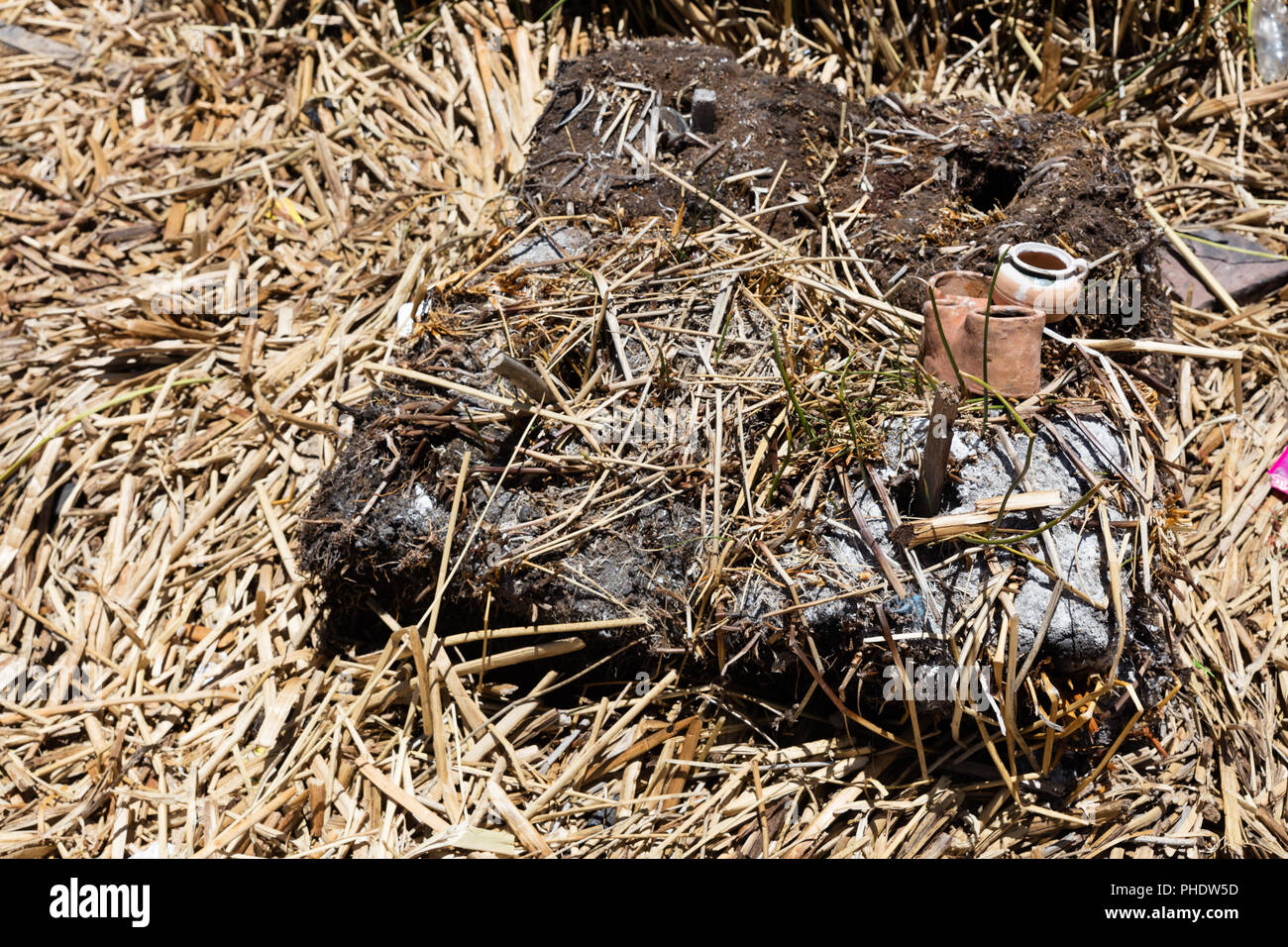 Dried totora rods Stock Photo - Alamy