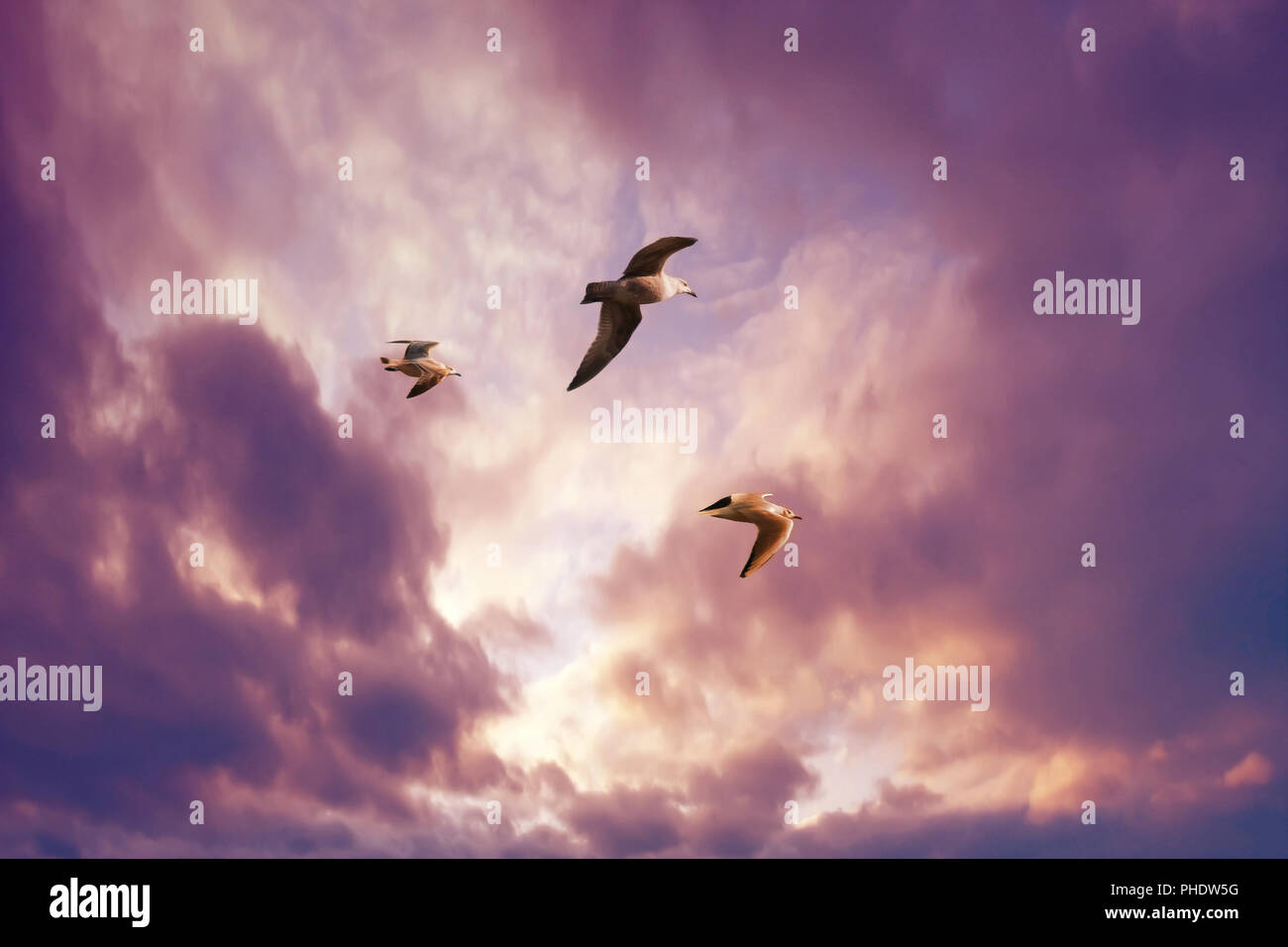 Flying into the sunset hi-res stock photography and images - Alamy