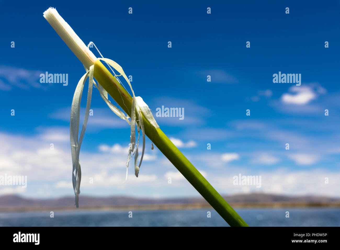 Fresh edible totora rod Stock Photo - Alamy