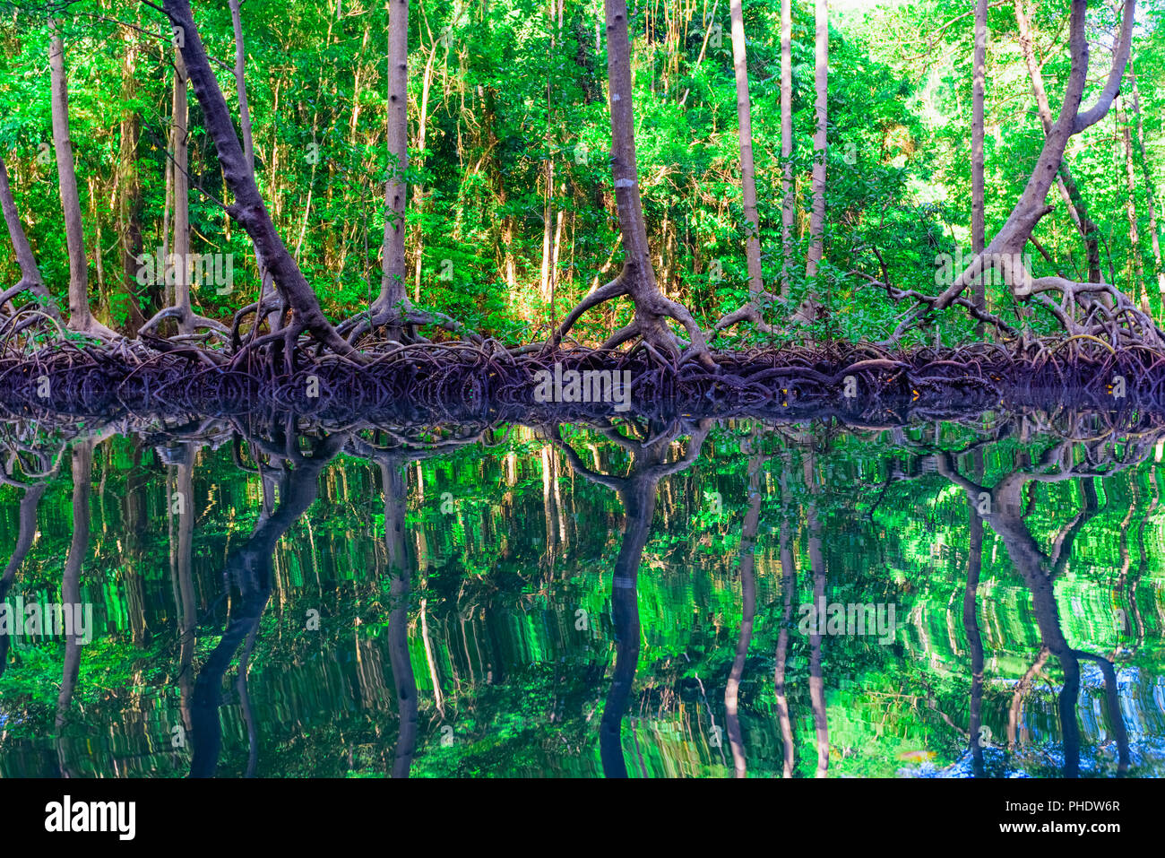 Mangrove roots in water hi-res stock photography and images - Alamy