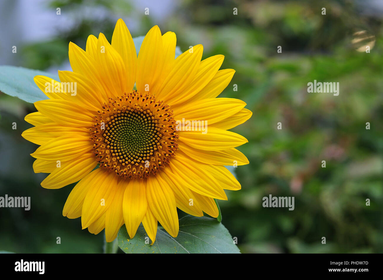 Ray Florets High Resolution Stock Photography and Images - Alamy